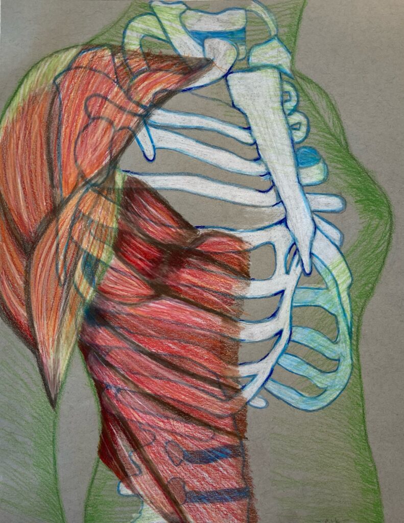 Anatomy of the Torso – Emmalie's Portfolio
